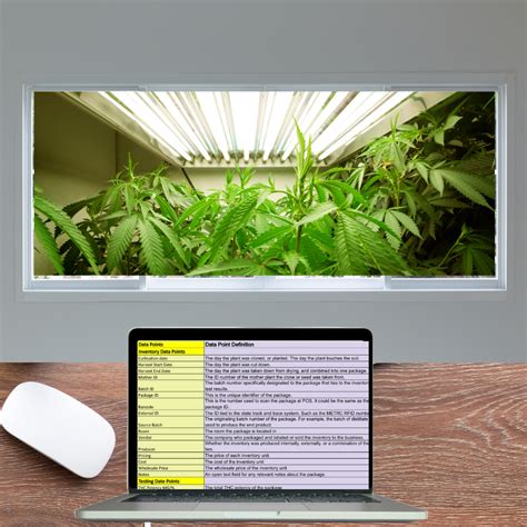 Unlocking The Potential Of Cannabis Harvest Data A Look Into The