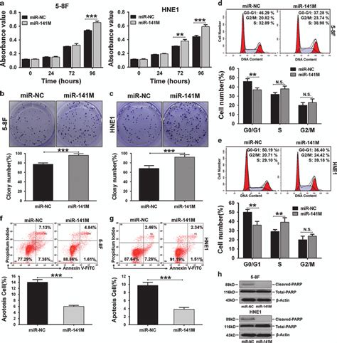 Mir 141 Promoted Cell Proliferation And Inhibited Apoptosis Of 5 8f And