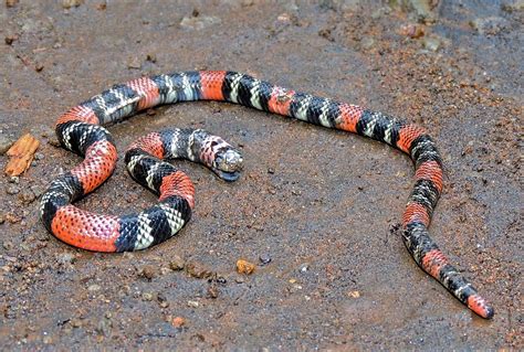 Colmillos De Serpiente De Coral Oriental