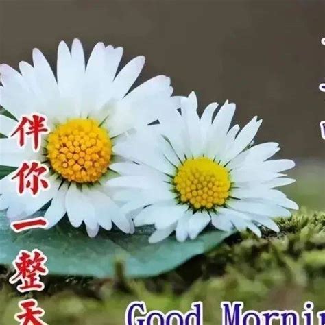 早上好问候语（一心一意送祝福） 天都 有情 万物