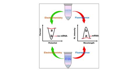 Crispr Cas12a Powered Ec Fl Dual Mode Controlled Release Homogeneous Biosensor For