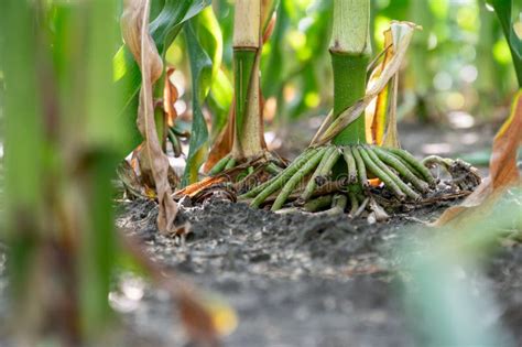 Close Up View Of Corn Root System In Summer During Ripening Period Stock Image Image Of Root