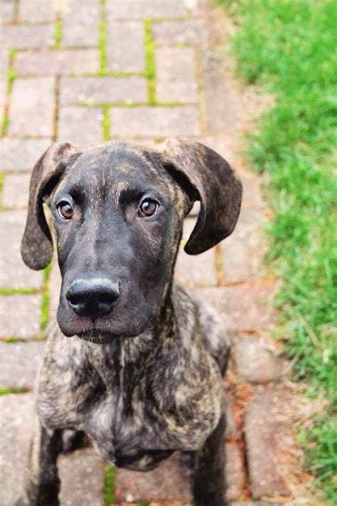 Brindle Great Dane Puppy Brindle Great Dane Blue Merle Great Dane