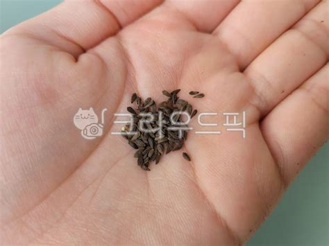 청오크 상추 씨 씨앗 검정색 사진이미지일러스트캘리그라피 모먼트111작가