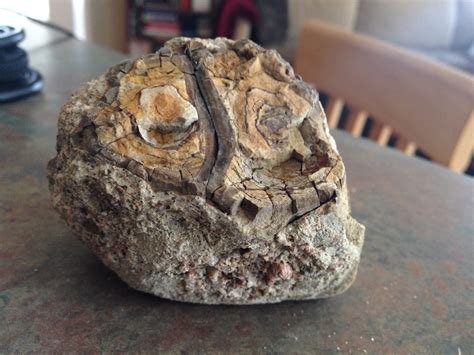 Missourikansas Fossil Help Fossil Id The Fossil Forum