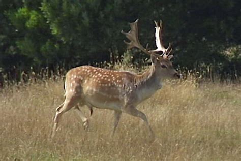 Human Voices Including Abc Presenters Deter Feral Deer From Tasmanian