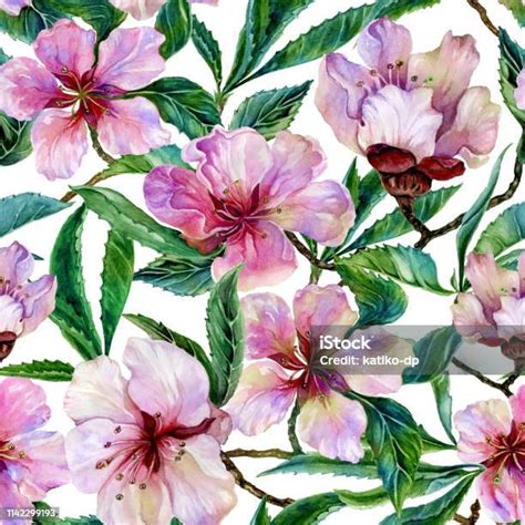 아름 다운 복숭아 나무 나 뭇 가지에 꽃 흰색 바탕에 라일락 꽃과 붉은 나뭇잎 봄 꽃입니다 완벽 한 꽃 패턴입니다 수채화 그림입니다 개화기에 대한 스톡 벡터 아트 및 기타