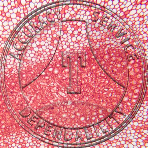 Macrocystis Stipe Cs Prepared Microscope Slide