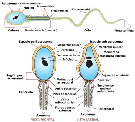 Quanto Tempo O Esperma Fica Librain