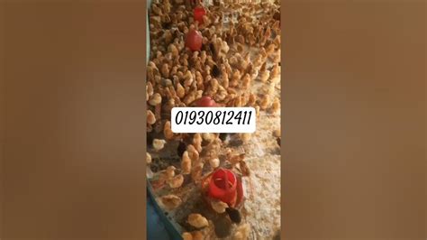 আলহামদুলিল্লাহ বাউ চিকেন ব্রুডিং হচ্ছে। যে কোন জাতের হাঁস ও মুরগীর জন্য