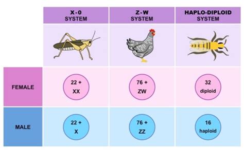 การกำหนดเพศ ทางชววทยา The Principia
