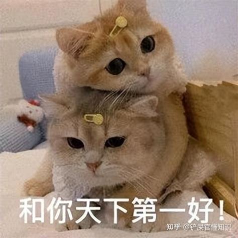 颜控看过来最美的5种猫有你的菜吗 知乎
