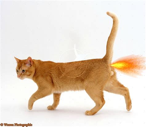 Cat Butt Flames Rbuttflames