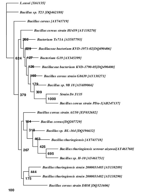 A Phylogram Neighbour Joining Method Showing Genetic Relationship