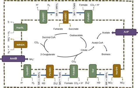 Schematic Overview About The Predicted Metabolic Pathways The