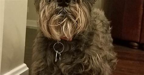 Our Old Schnauzer Lady Hasnt Been Groomed In A While Imgur
