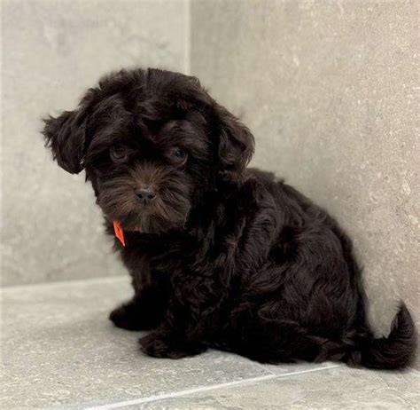 Havapoo 3846 Chews A Puppy™