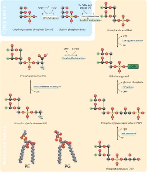 What Is The Difference Between Lecithin And Cephalin Compare The
