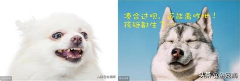 当哈士奇遇上博美，“盛世美颜”的新品种pomsky 博士奇就是我 哔哩哔哩