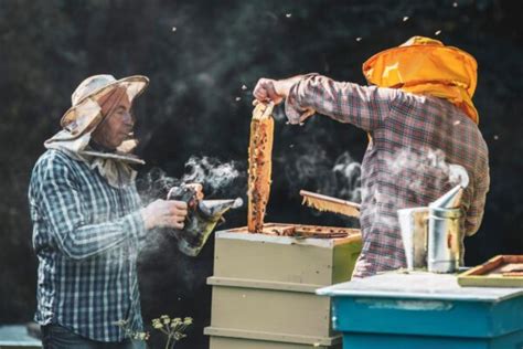 A Beginners Guide To Before You Start Beekeeping What You Need To