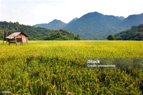 수확을 위한 쌀 준비 응옥 손 응고 루옹 자연 보호구역 탐 디프 산맥 베트남 0명에 대한 스톡 사진 및 기타 이미지 0명