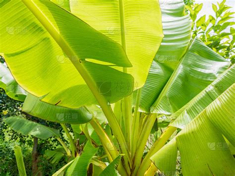 香蕉叶种植园水平画幅夏天户外泰国植物热带植物图案清新园林