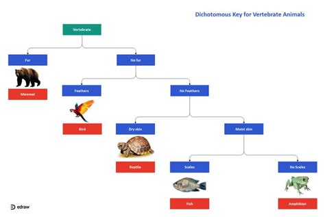 Dichotomous Key For Vertebrate Animals Edrawmax Editable Template