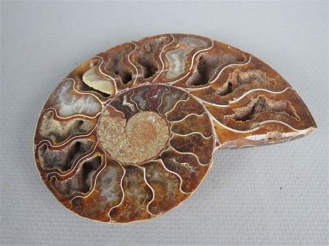 Ammoniet Fossiel Kringwinkel