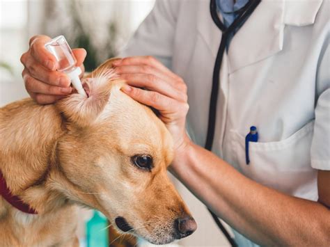 犬の耳の病気「マラセチア性外耳炎」の治療方法と予防とは｜犬を育てる｜ぷにぷにpaw（ポー）