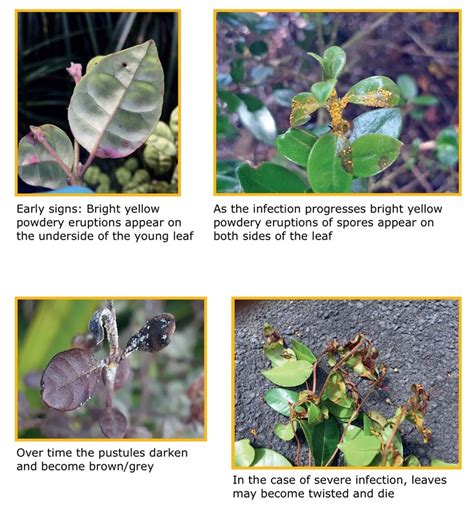Myrtle Rust Disease Progression — Science Learning Hub