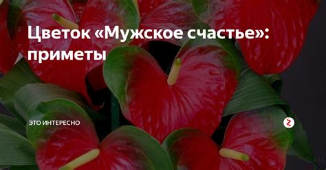 Цветок мужское счастье (антуриум): приметы и суеверия для женщин и мужчин
