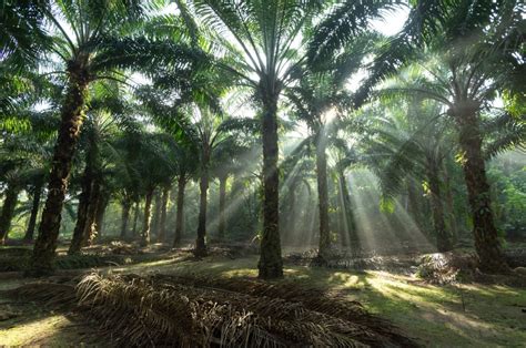 Oil Palm Plantation