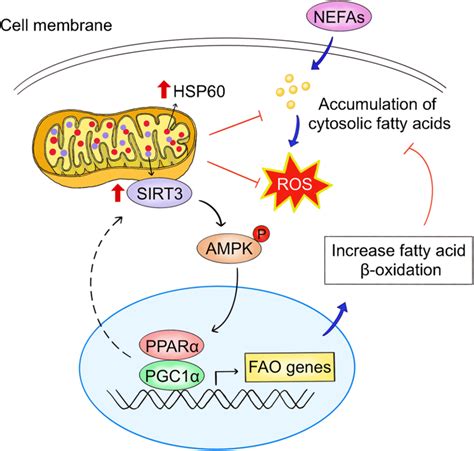 Schematic Diagram Illustrating Mitochondrial Chaperonin Hsp60 Escorting Download Scientific