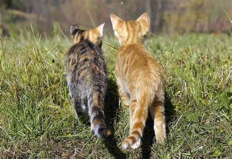 Why Is My Cat Skinny Cat Bytes