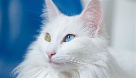 Турецкая ангора фото характер породы содержание цены