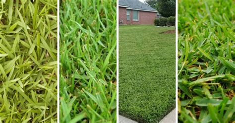 Best Grass Seed For Washington State A Quick Guide For Lush Lawns