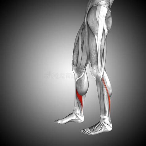 3d Illustration Human Lower Leg Anatomy Or Anatomical And Muscle Stock