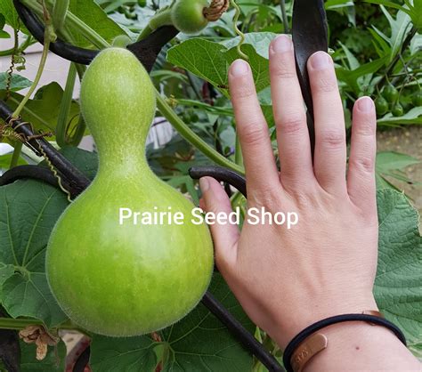Birdhouse Gourd Vine Seeds Canada Grow Your Own Bird House Bottle