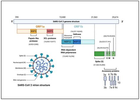 Variants du coronavirus le SARS CoV 2 a t il déjà atteint ses limites