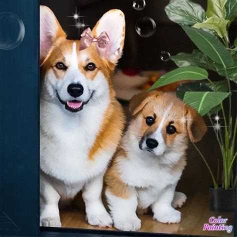 Les Chiens De La Reine Elisabeth II