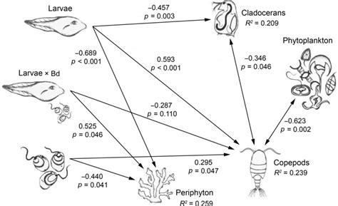 the final path model fit with maximum likelihood and selected by aic