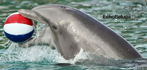 Ripley Msq Captive Cetaceans Wiki Fandom
