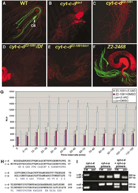 AF Mutations In Cyt C D Block Caspase Activation And Spermatid Download Scientific Diagram