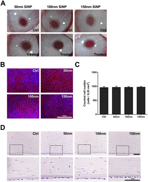 Effect Of Sinps On In Vivo Rabbit Corneas A Corneal Transparency Of