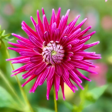 Ck Candy Cane N A Southern Highlands Flower Farm