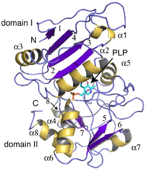 Ribbon Diagram Of The Pa Pabc Monomer B Sheet Is Shown In Purple A