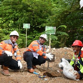 Tanam Pohon Sengon Di Bekas Tambang PT Semen Padang Implementasikan Ekonomi Hijau Untuk