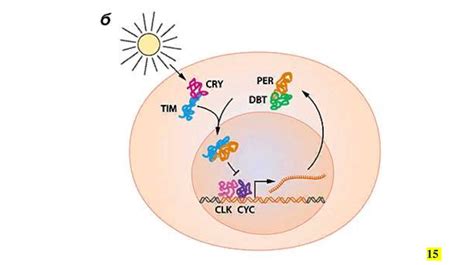 Генетическая природа циркадных ритмов история открытия и механизмы работы презентация онлайн