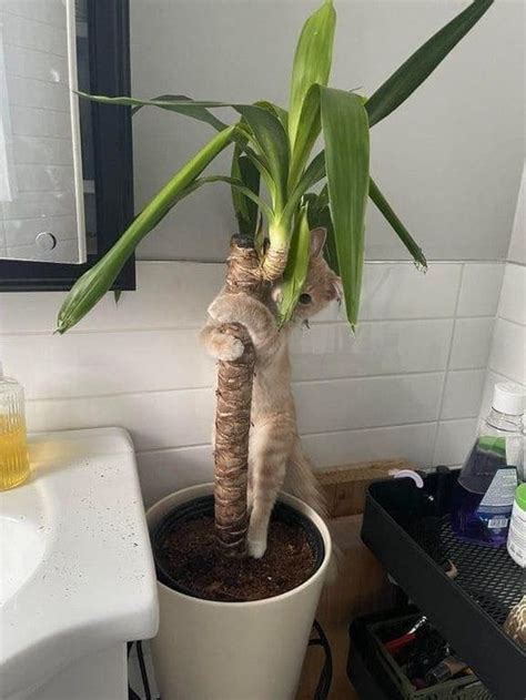 你看不到我