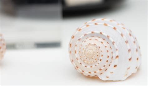 La Sequenza Di Fibonacci E La Successione Numeri In Serie Lifegate